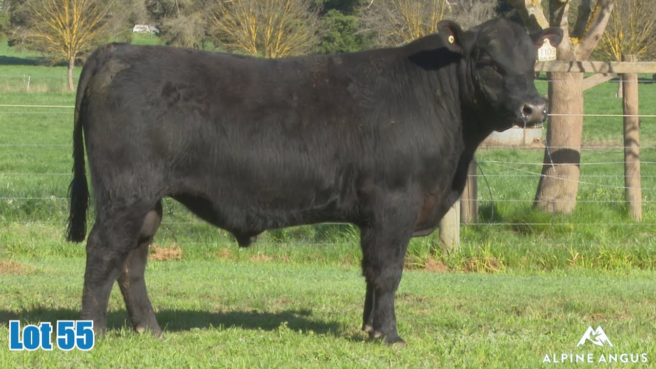 Lot 55 Alpine Marvel CGK22T103 - YouTube