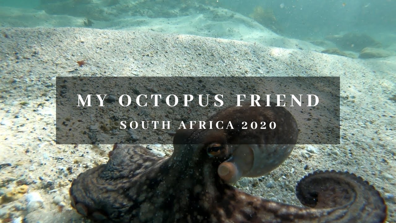 My Octopus Friend - YouTube