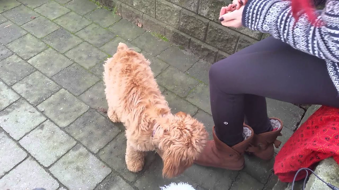 Playing with Luna the cockapoo - YouTube