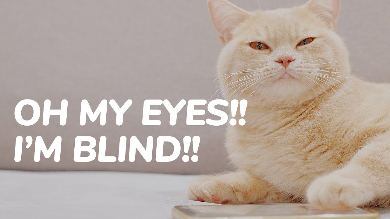 Oh My Eyes!!☀️👁 I'm BLIND!!🕶 - Lucky Pawison Cat Meme - YouTube