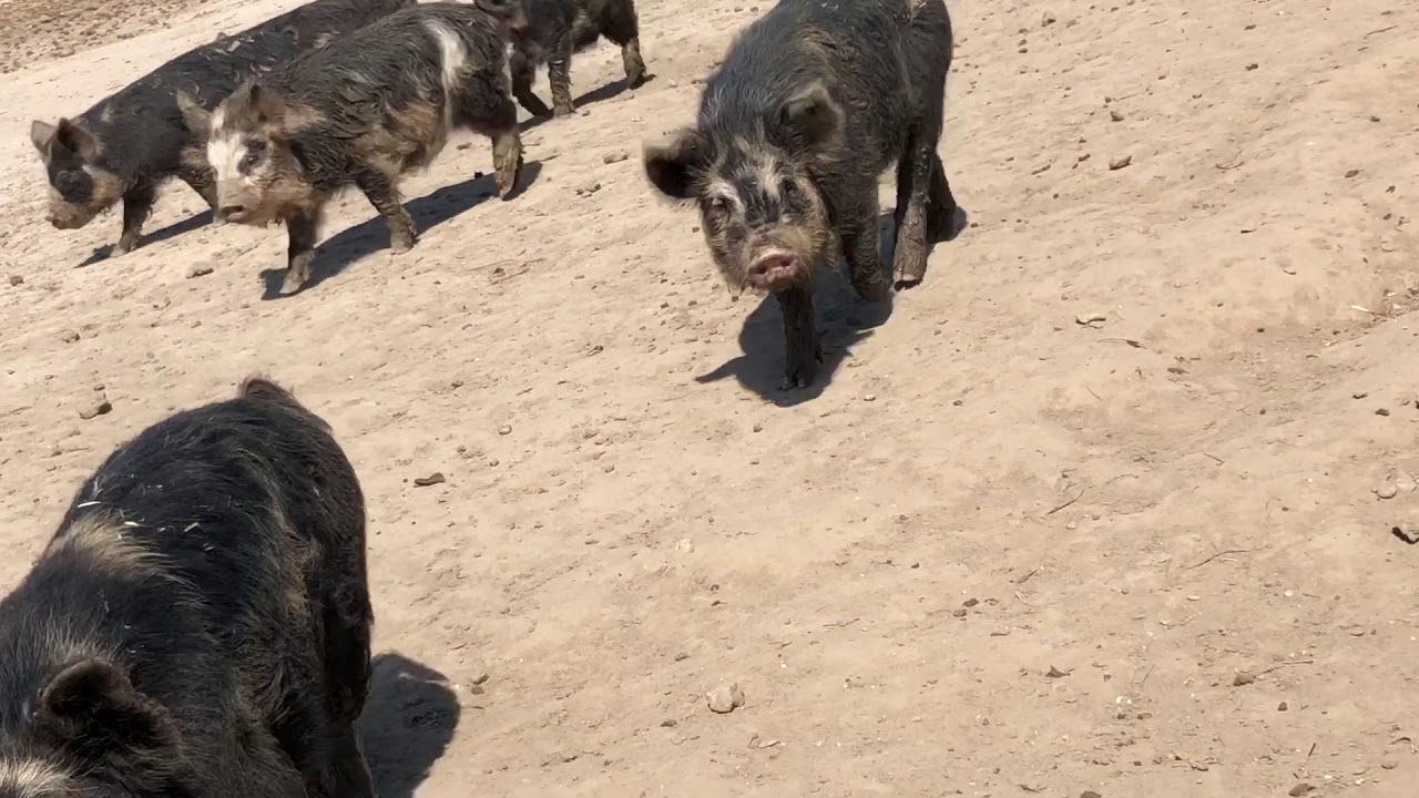 Pigs Pig Racing on their Own at Farmer Palmers. Sandra Palmer - YouTube