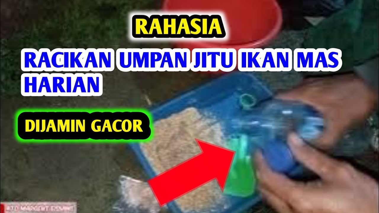 Umpan Murah Jitu Merah dan Raja Udang Mancing Harian ikan Mas |Umpan ...