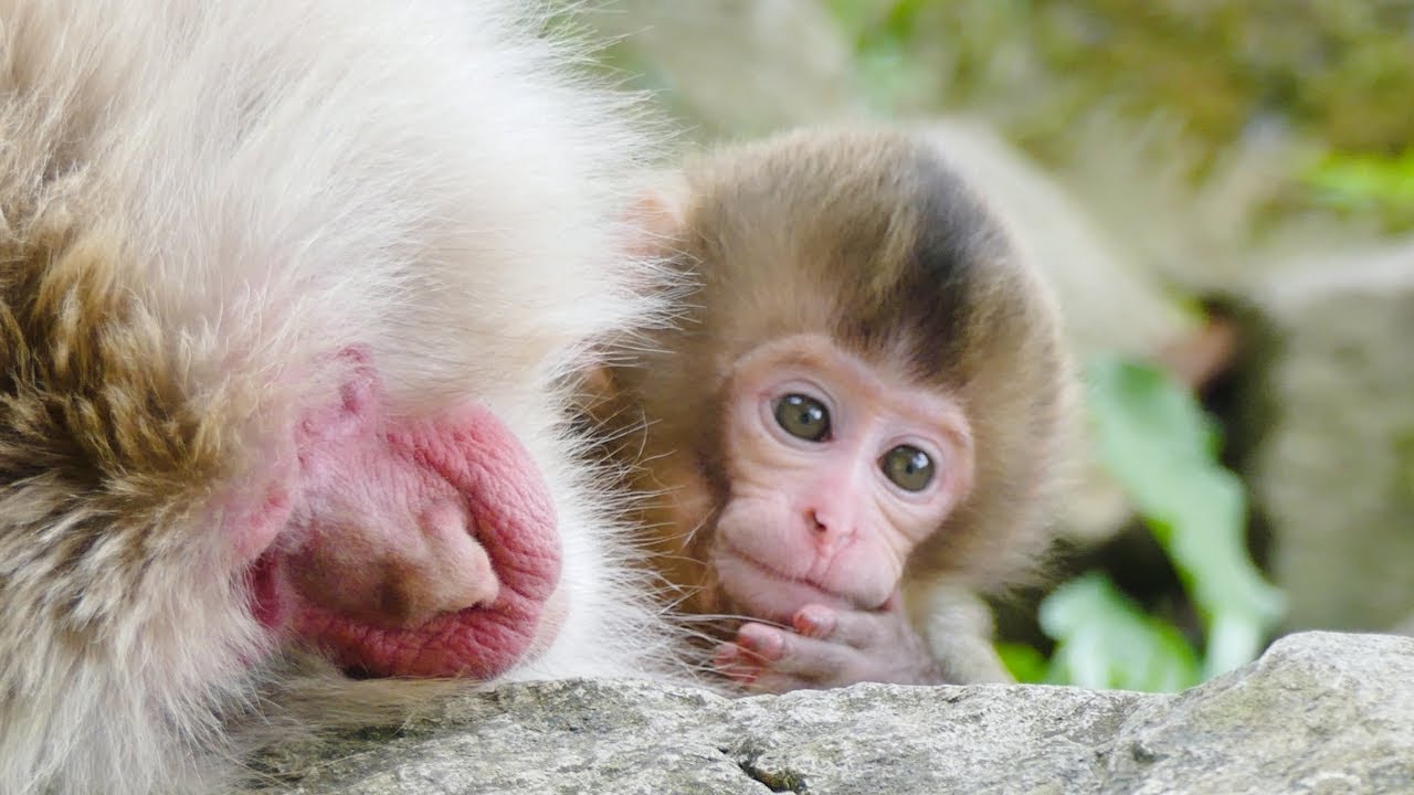 Cute Baby’s Relaxing Time and Exciting Time【Beautiful Wild Snow Monkeys ...