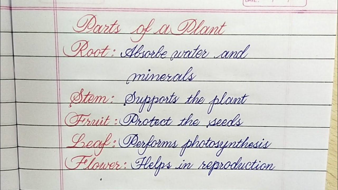 How to improve hand writing || Parts of a plant cursive writing - YouTube