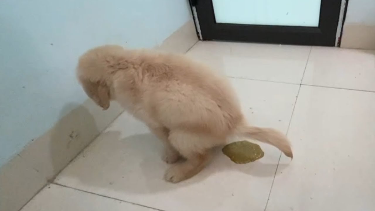 Golden Retriever Puppy Had a bad Poop🤣 - YouTube