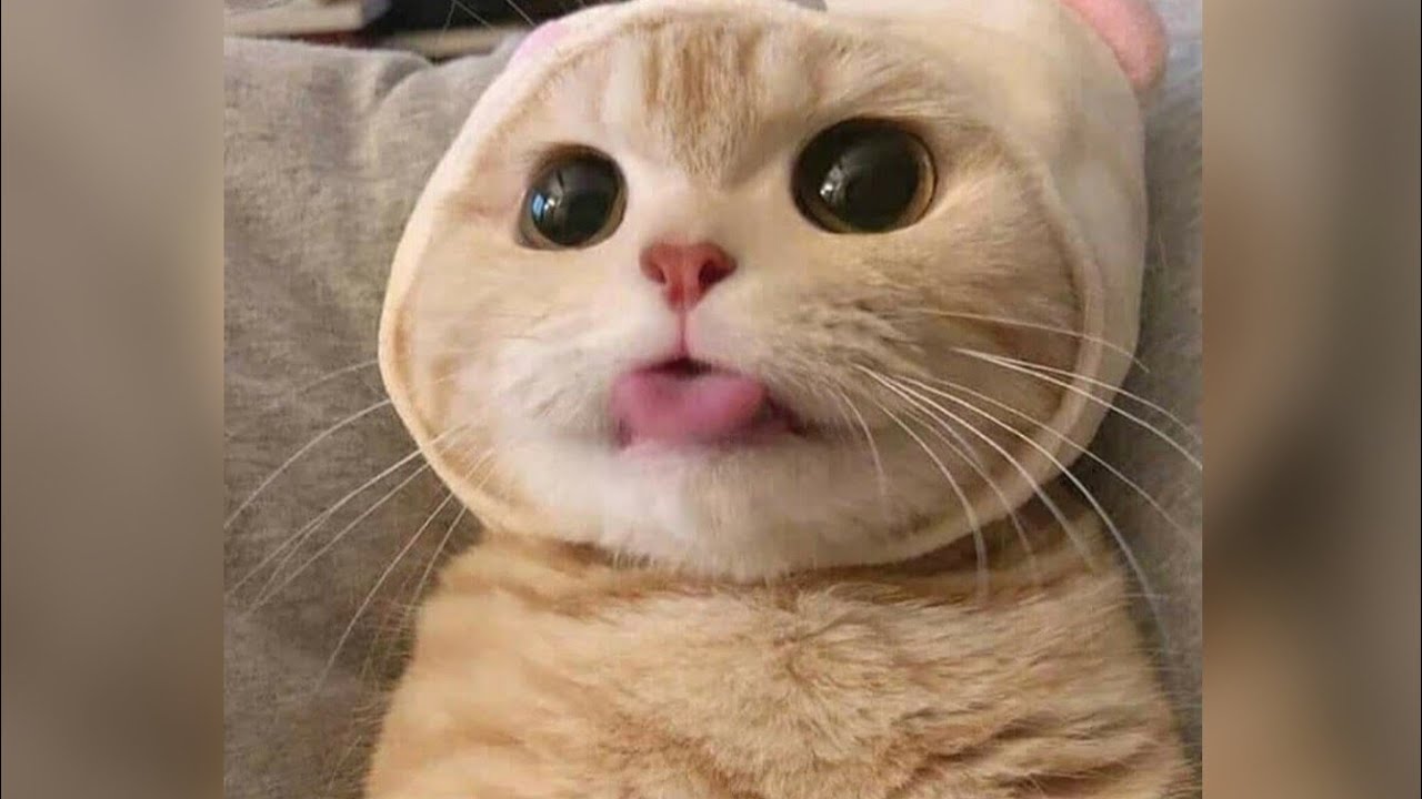 Aww Super Cute ♥ Try Not To Laugh Challenge 🐱😻🐈 Funny Cat & 🐶 Dogs ...