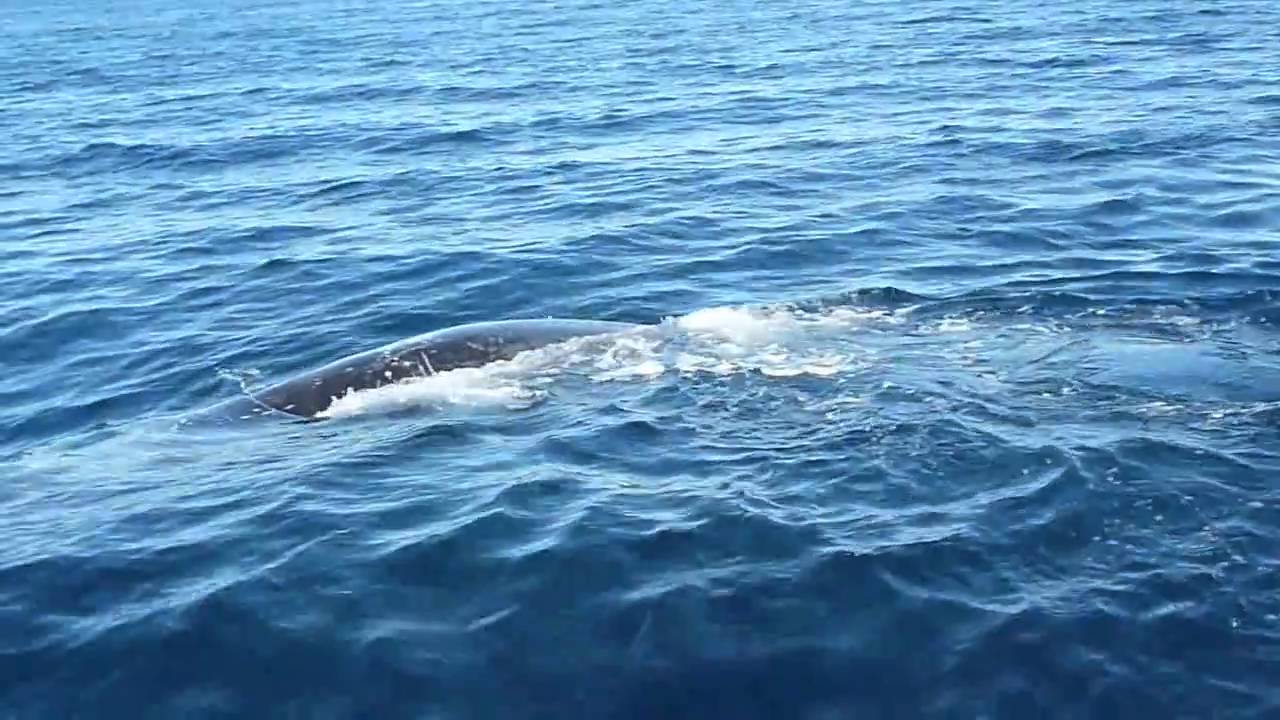 Humpback Whale & Free Expression. Movie 1 of 2 - YouTube