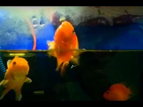 Parrot Fish jumping out from water for food slow motion - YouTube