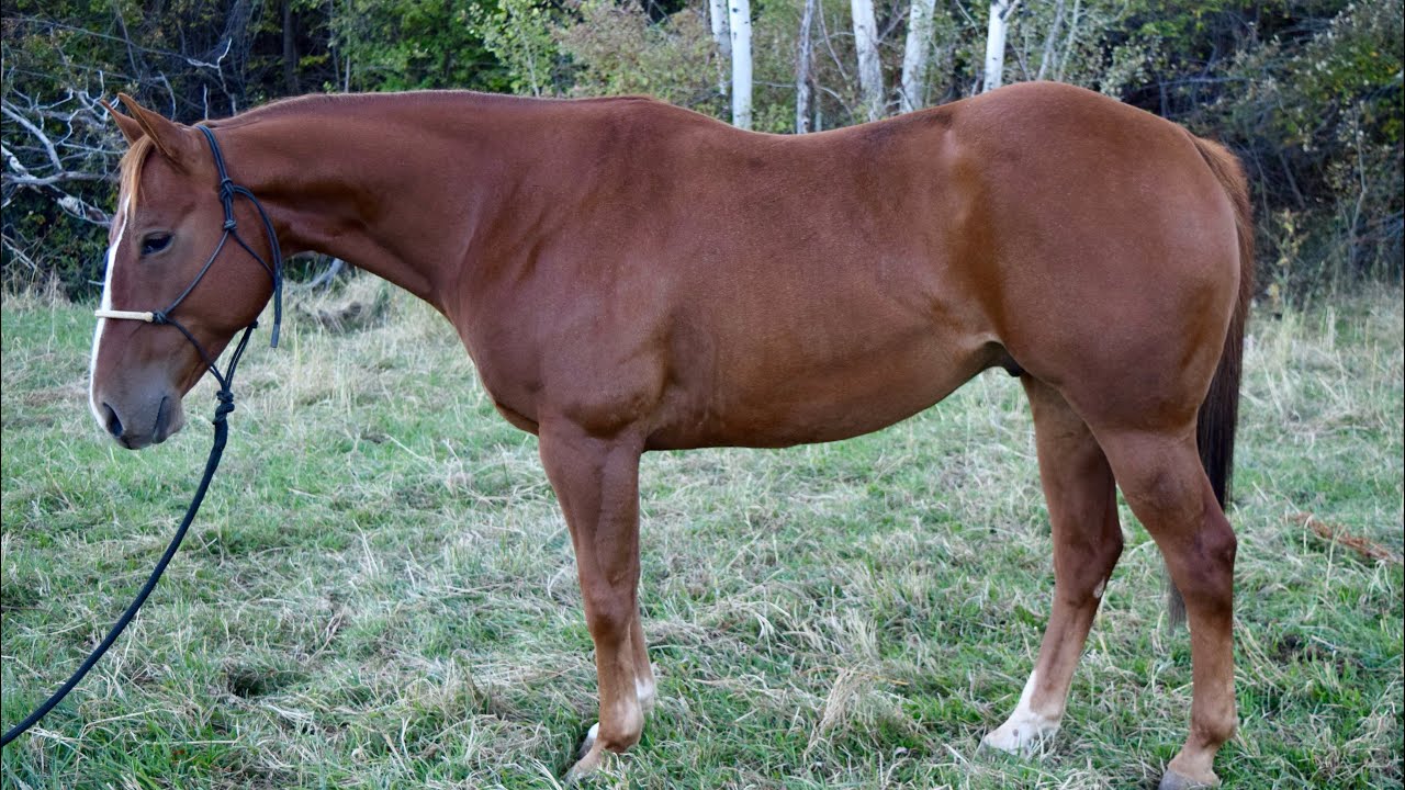 Waz Up Doc - 2017 AQHA Gelding - YouTube