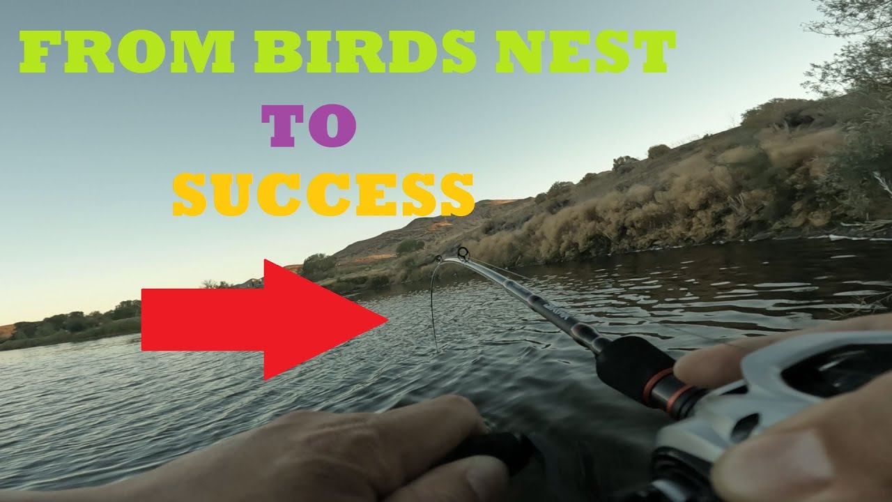 ALMOST LET A BIRD S NEST RUIN MY DAY BUT THEN THIS HAPPENED YouTube ALMOST LET A BIRD S NEST RUIN MY DAY BUT THEN THIS HAPPENED YouTube