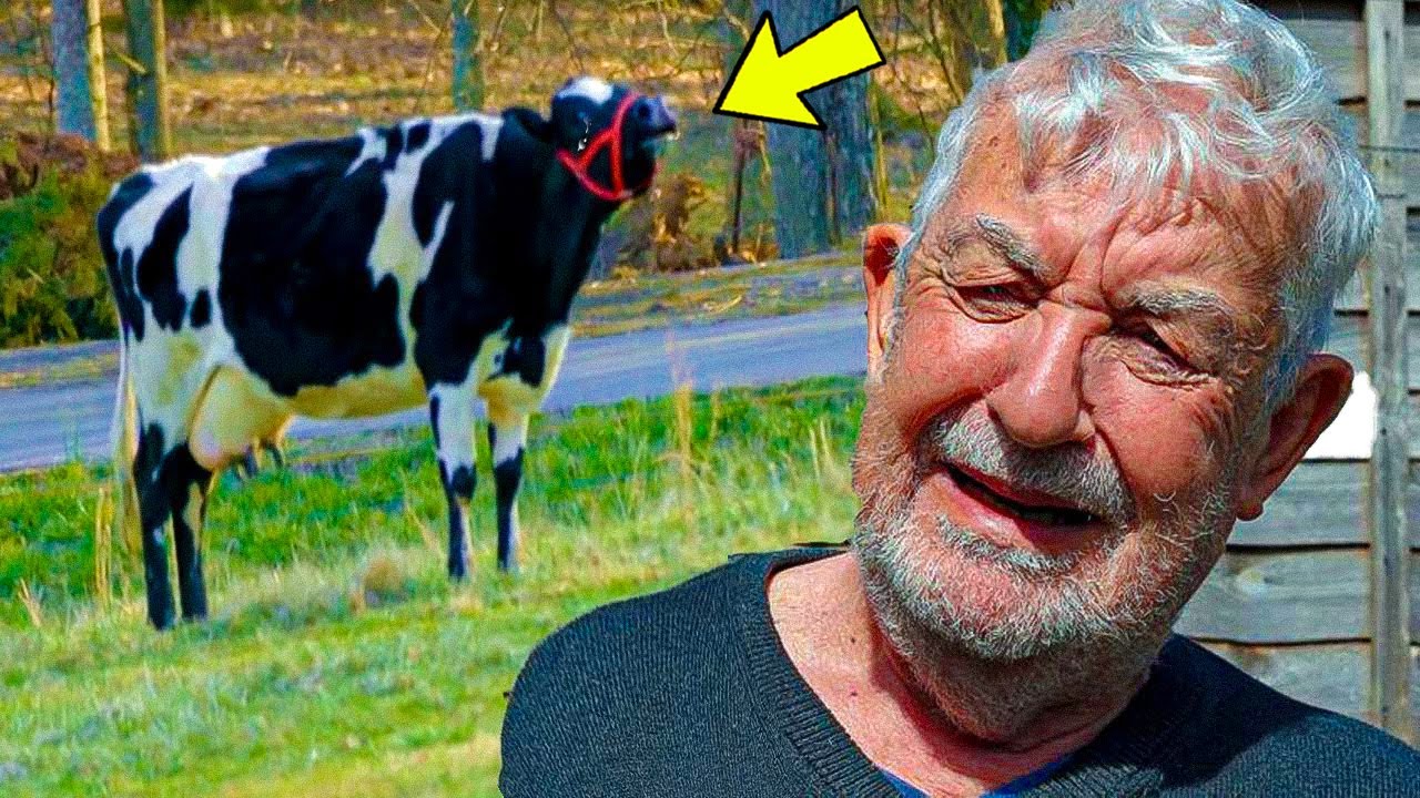 This Cow Wouldn’t Stop Crying – When Her Owner Found Out Why, He Froze ...
