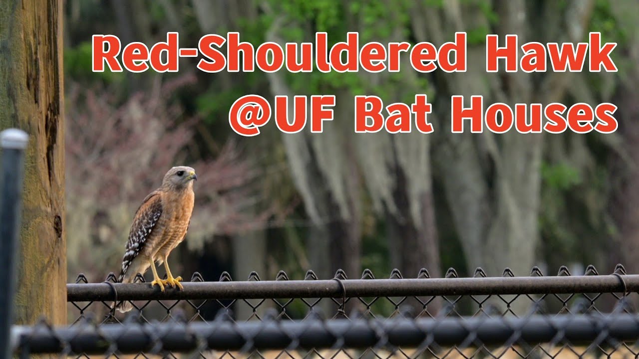 Red-Shouldered Hawk - UF Bat Houses - YouTube