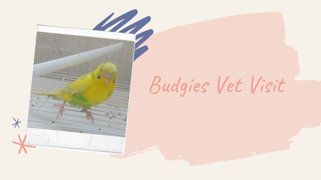 Budgies Vet Clinic Visit | Sick budgie treatment | - YouTube