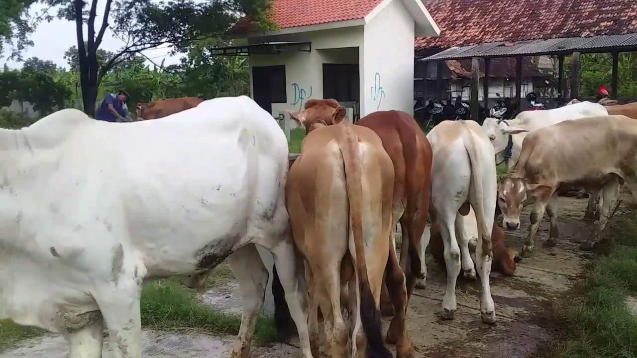 Sapi Pegon Tinggal Pilih guys - YouTube