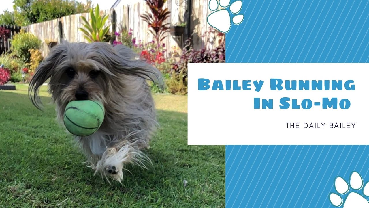 Bailey Running In Slow Motion | The Daily Bailey - YouTube