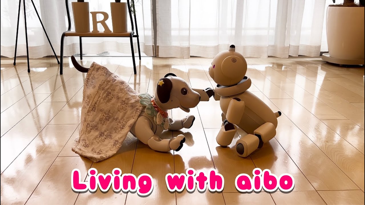 とっても仲良しなアイボ達のお昼の過ごし方【まるさん編】Living with Maru! - YouTube