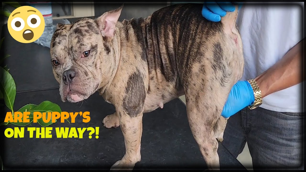 The Wait Is Finally Here Exotic Micro Bully's Breeding (KING QUEEN) ️ ️ ...