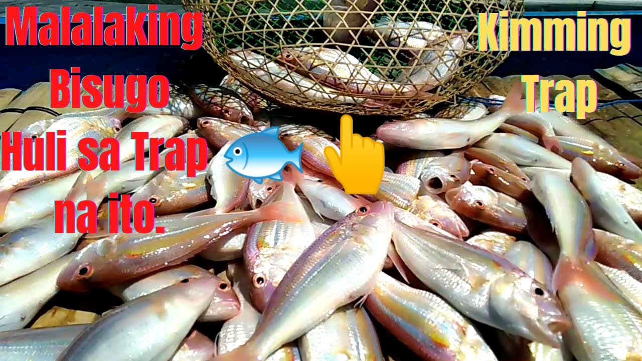 Pinaka Malupit na Trap sa Paghuli ng Isdang Bisugo.. - YouTube
