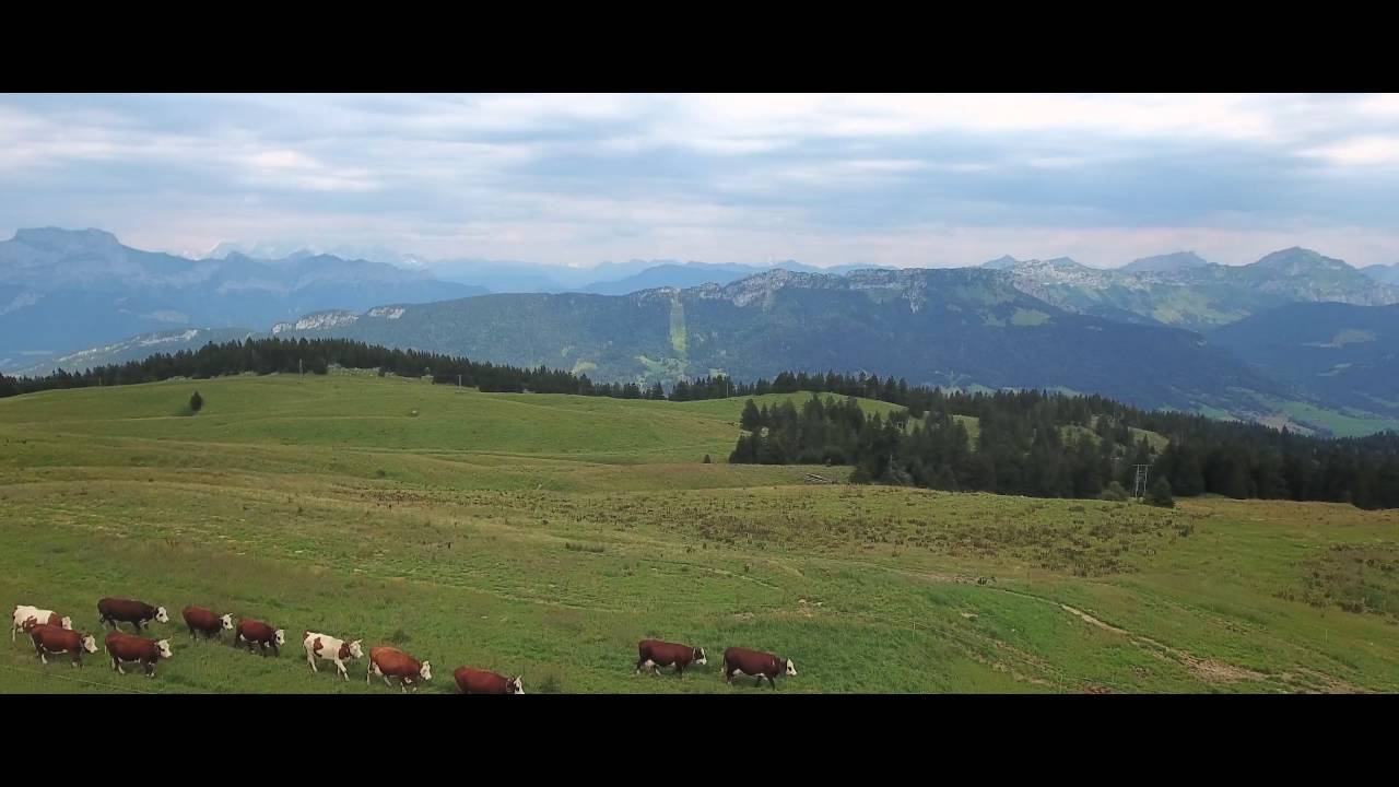 Cow migration in the Alps - YouTube