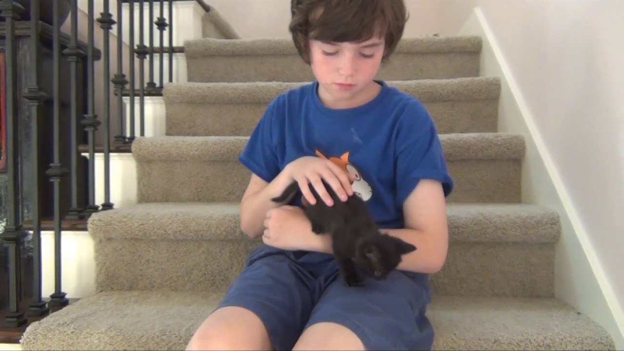 Foster Families of Seattle Humane - YouTube