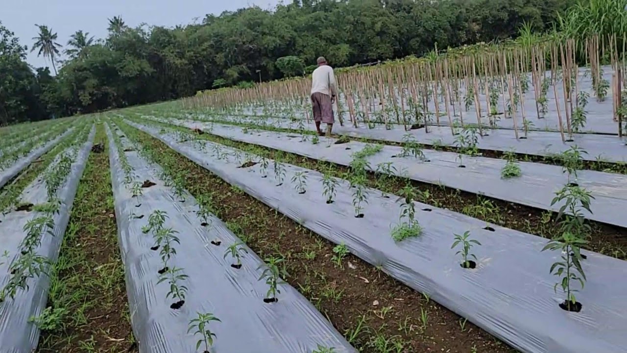 Amazing Skill: Bamboo Stake Planting Without Any Tools! - Agriculture ...