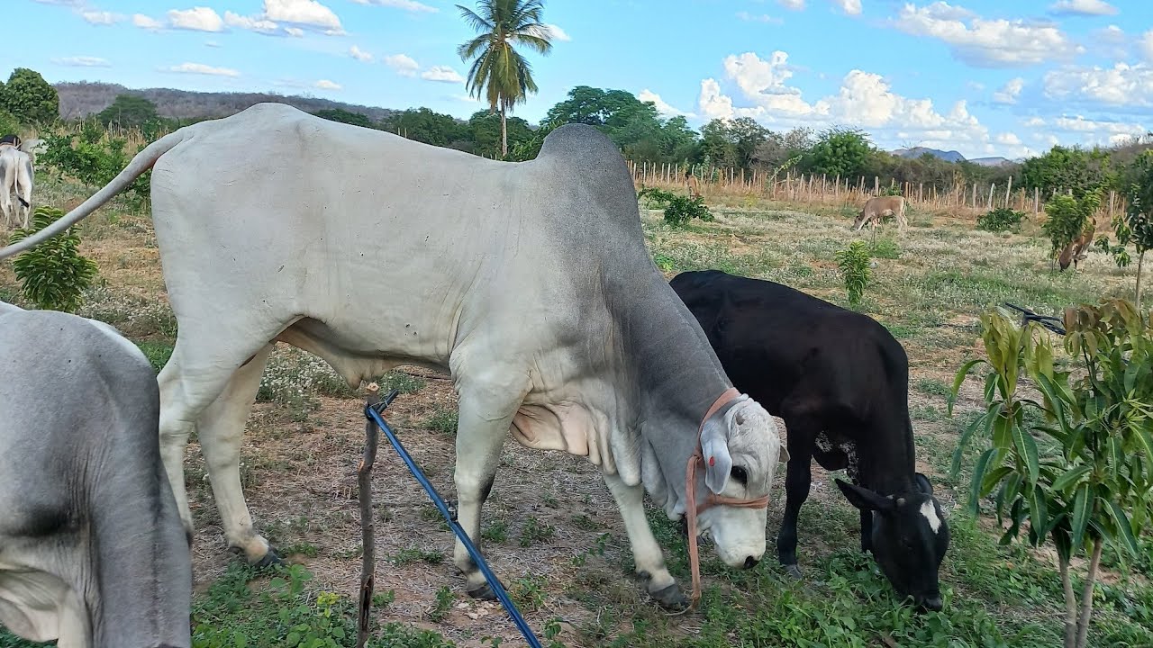 Veja o que o meu gado come na seca do verão. gado magro ? consigo ...
