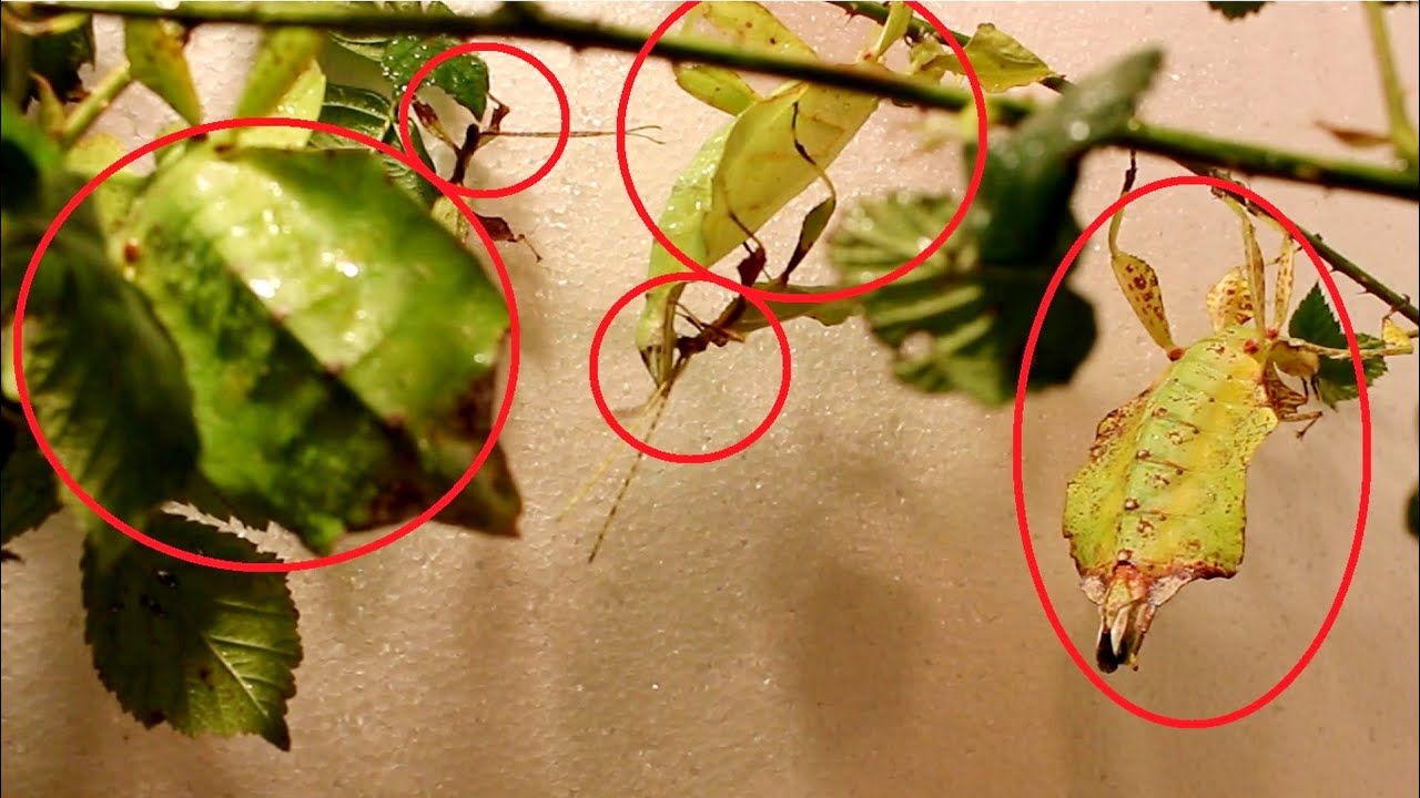 Big funny walking leaves shooting their eggs (P. giganteum, ericoriai ...