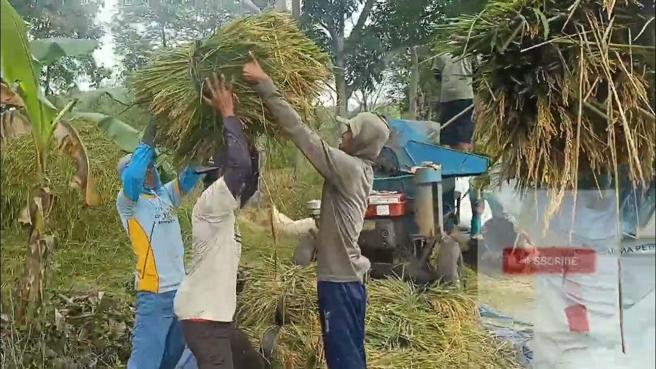 Cara memanen padi menggunakan mesin doss/tleser - YouTube