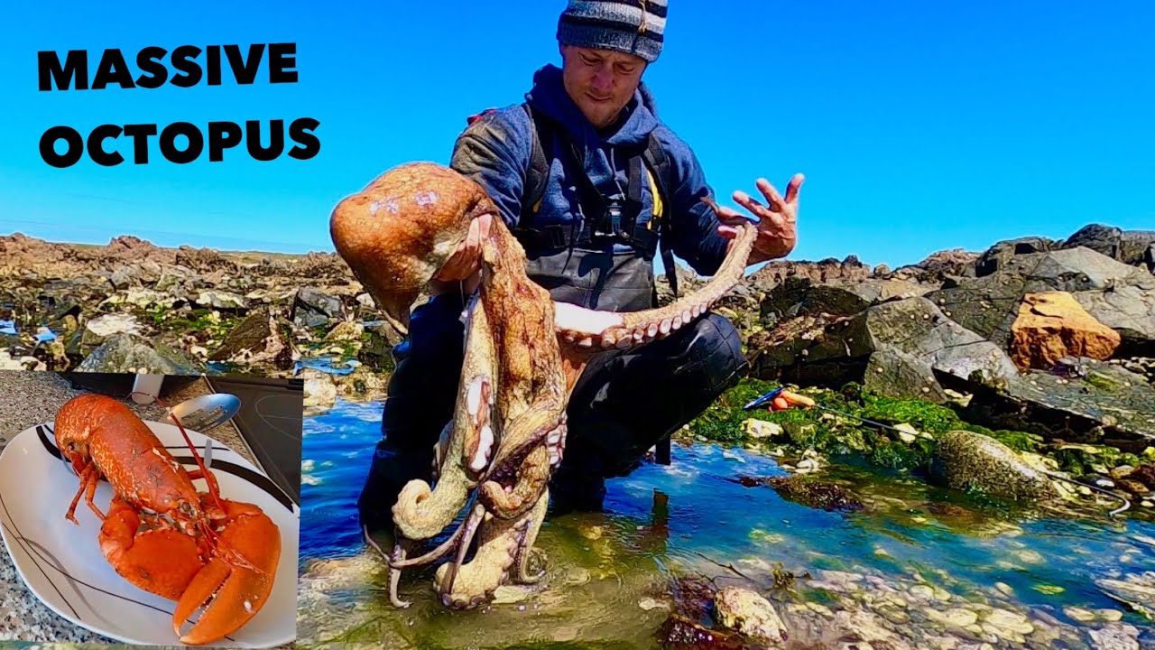 Massive OCTOPUS & LOBSTERS , Coastal Foraging , Boiled lobsters for ...