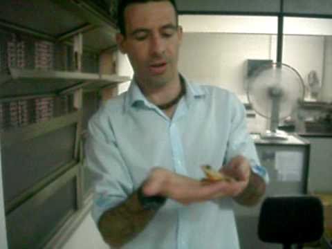 hyla faber - YouTube