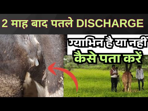 2 माह बाद पतले DISCHARGE 👉 गाय गाभिन है कि नहीं कैसे पता करें 