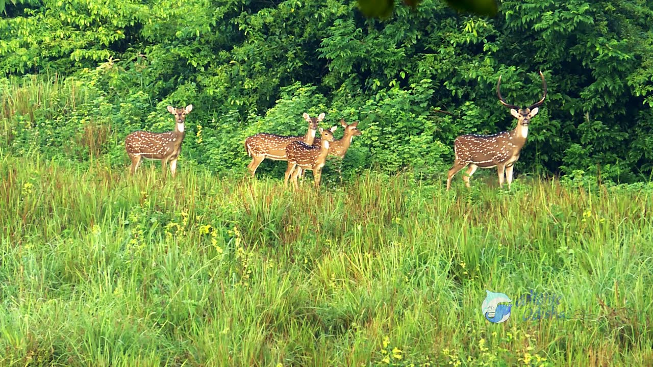 Bharatpur Forest : The Lungs of BHUBANESWAR - YouTube