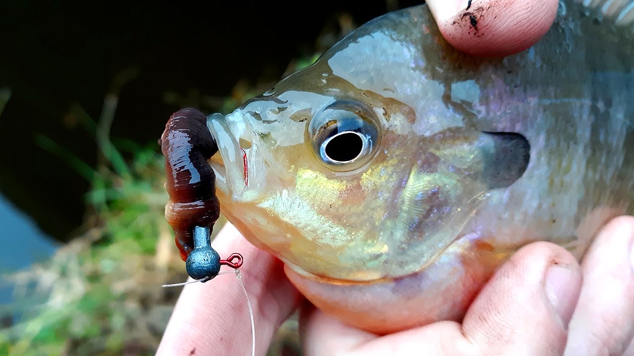 New Years Day Nightcrawler Fishing - YouTube