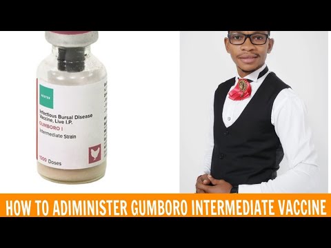 HOW TO ADMINISTER GUMBORO INTERMEDIATE VACCINE @joekevchickskenya5406 ...