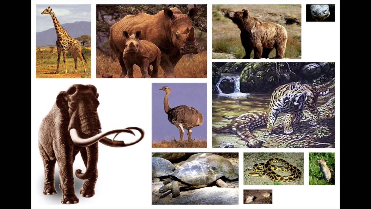 Miegunyah Lecture 2014 - The First Humans out of Africa: Hominin ...