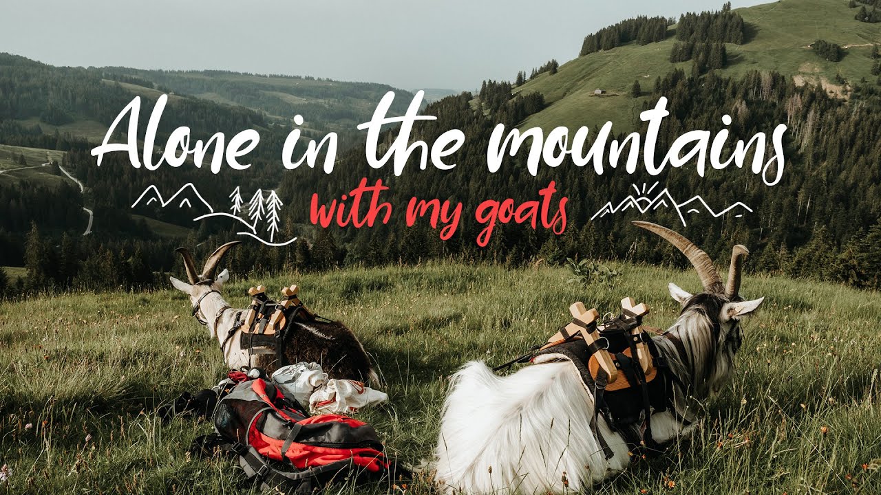 Alone in the mountains with my goats | pack goats in Switzerland | VLOG ...
