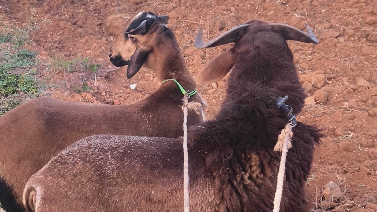 kenguri sheep of al_zameer_farm_67 - YouTube