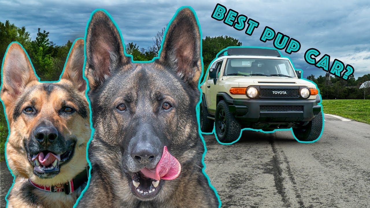 Is the Toyota FJ Cruiser the Best Pup Car or Truck? - YouTube