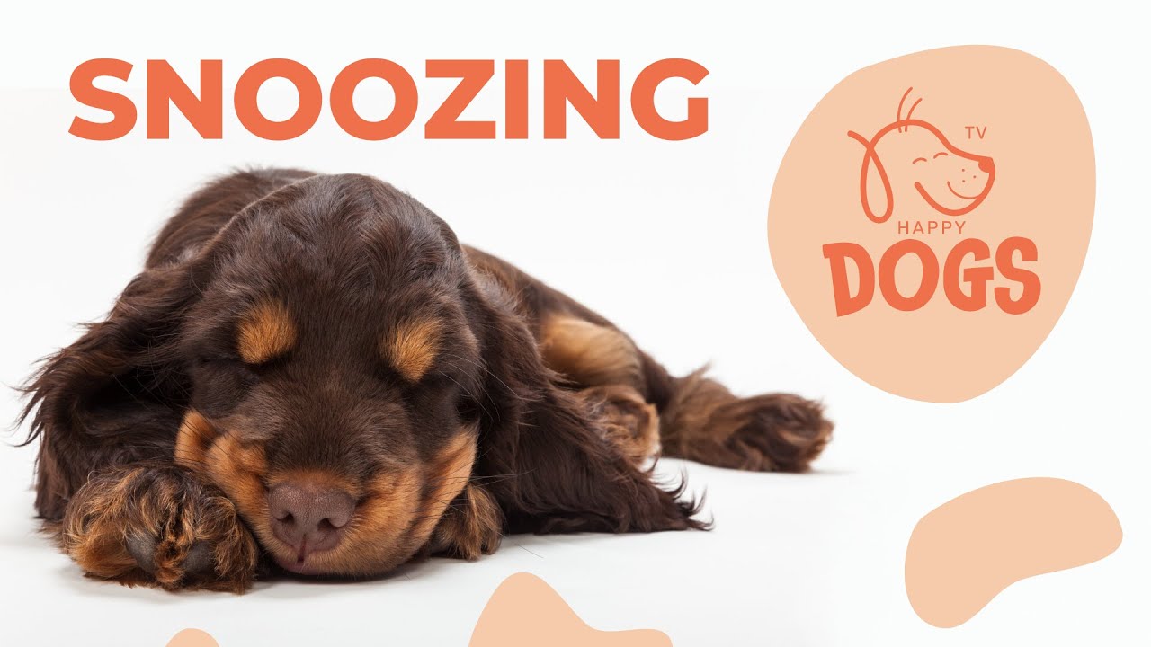 Stress-Free DOG Relaxation TV | Gentle Music for Wellness - YouTube