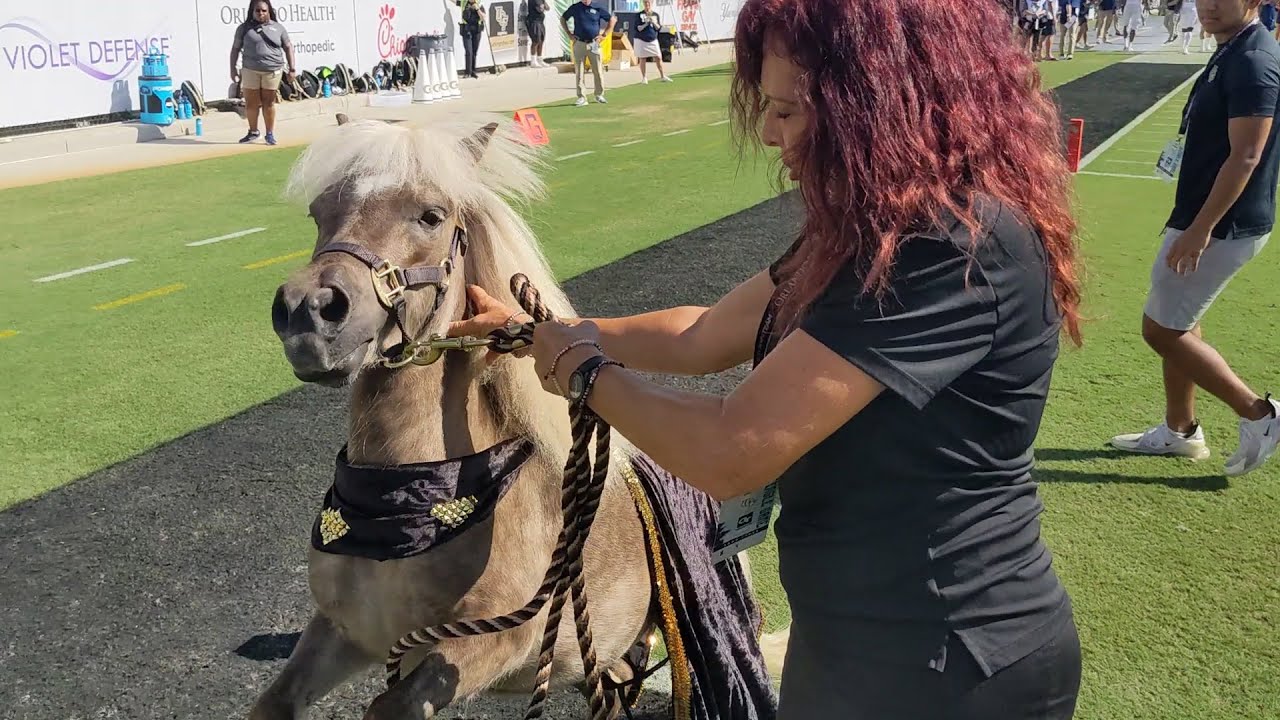UCF Knugget is back 🐴 - YouTube