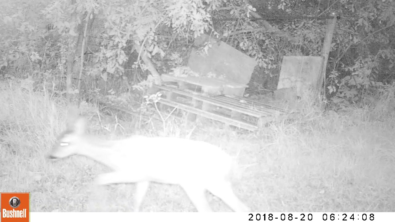 2 mannetjes ree - YouTube