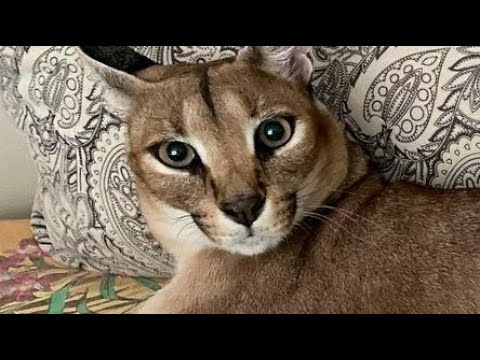 Pretty Floppa Malya Cleaned Her Toes : Caracal - YouTube