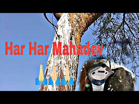 Har Har Mahadev 🙏🏻🙏🏻🙏🏻 Balamu Pahare Ki Vabe Nim Gach Theke Dudh Bar ...