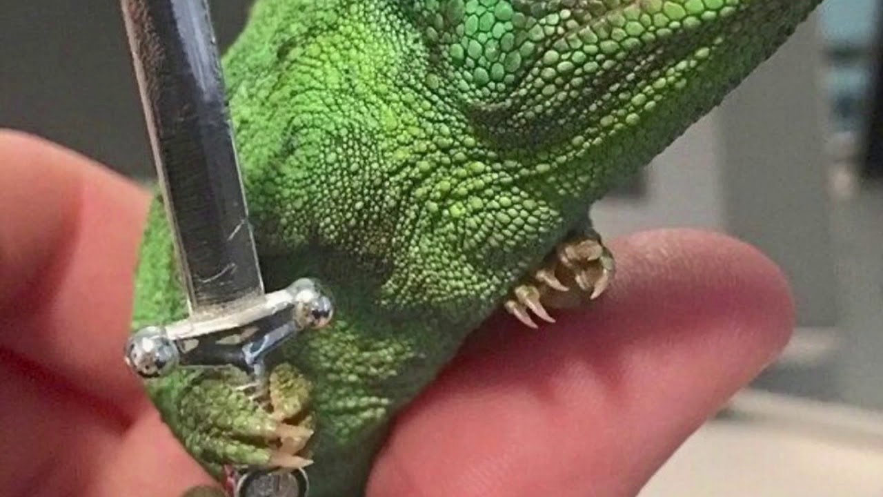 1 second video of a chameleon holding a Lego sword - YouTube