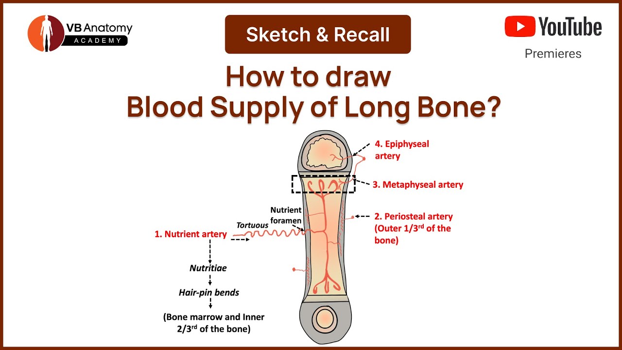 How to draw Blood Supply of Long Bone? | VB Anatomy #anatomy - YouTube