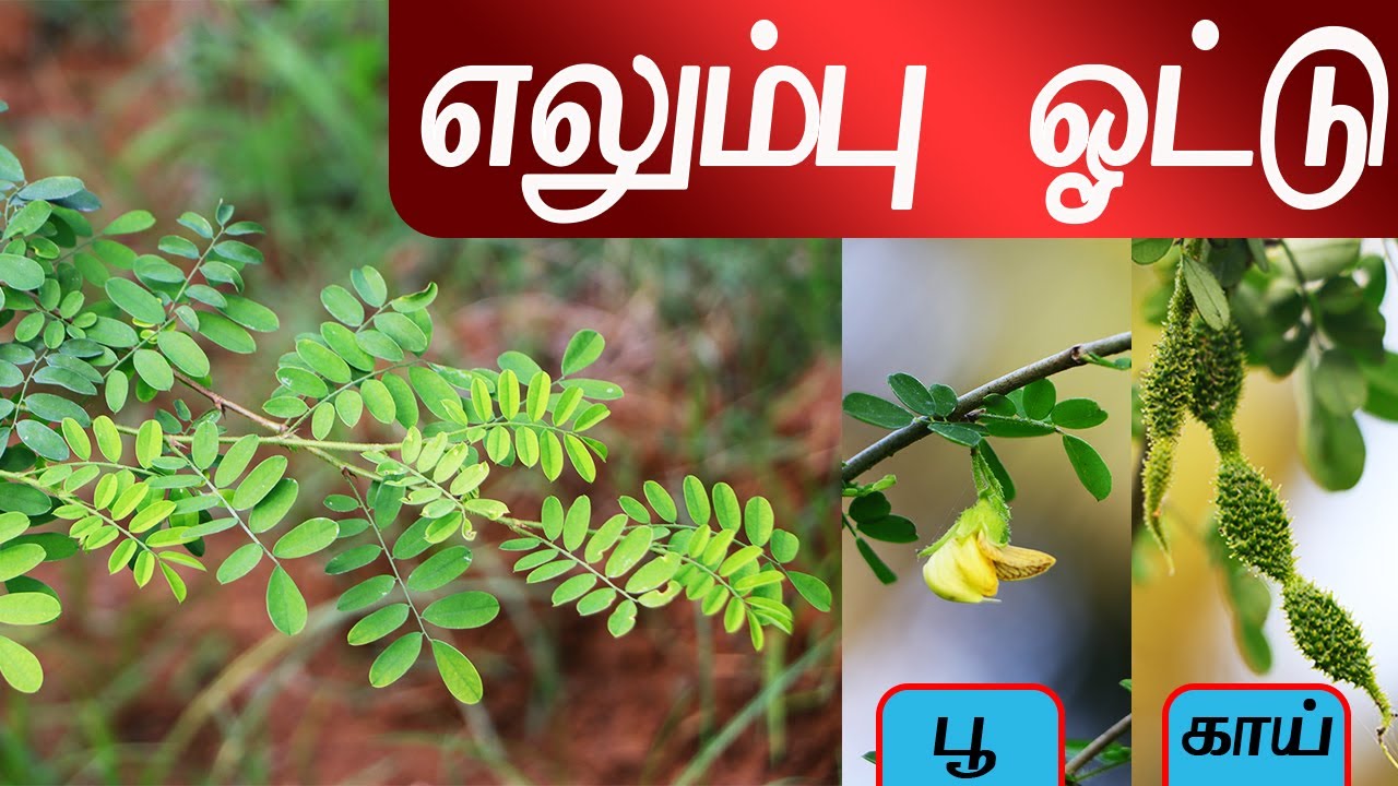 எலும்பு ஒட்டு, Elumbu otti, ormocarpum cochinchinense, fabaceae ...