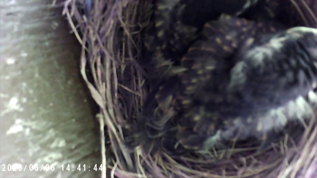 Baby Birds Grow Up - YouTube