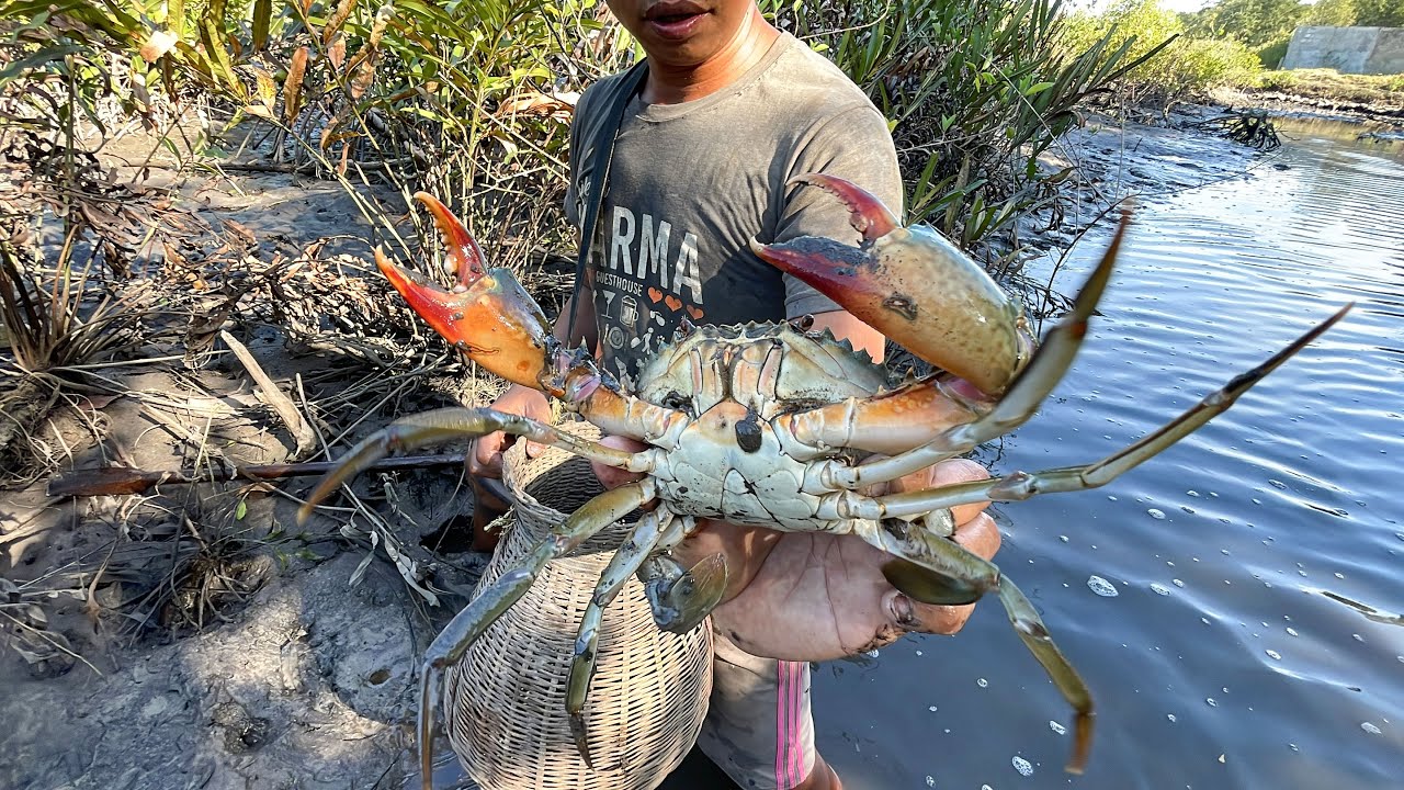 Mangrove Mud Crab Hunt | Catch Giant Mud Crabs at Swamp after Water Low ...