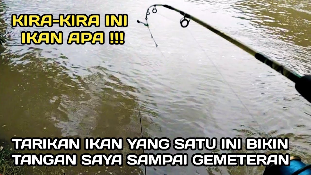 MANCING SIDAT UMPAN CACING KALUNG - DAPET LELE JUMBO & IKAN SIDAT - YouTube