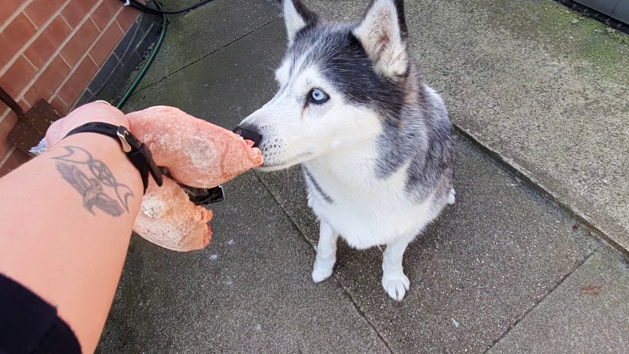 Skye Siberian Husky and Tala Czechoslovakian Vlcak Wolfdog either dance ...